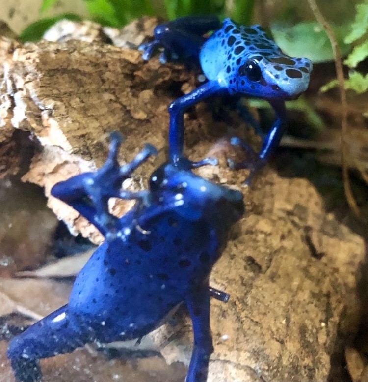 Submit – Flash Frog